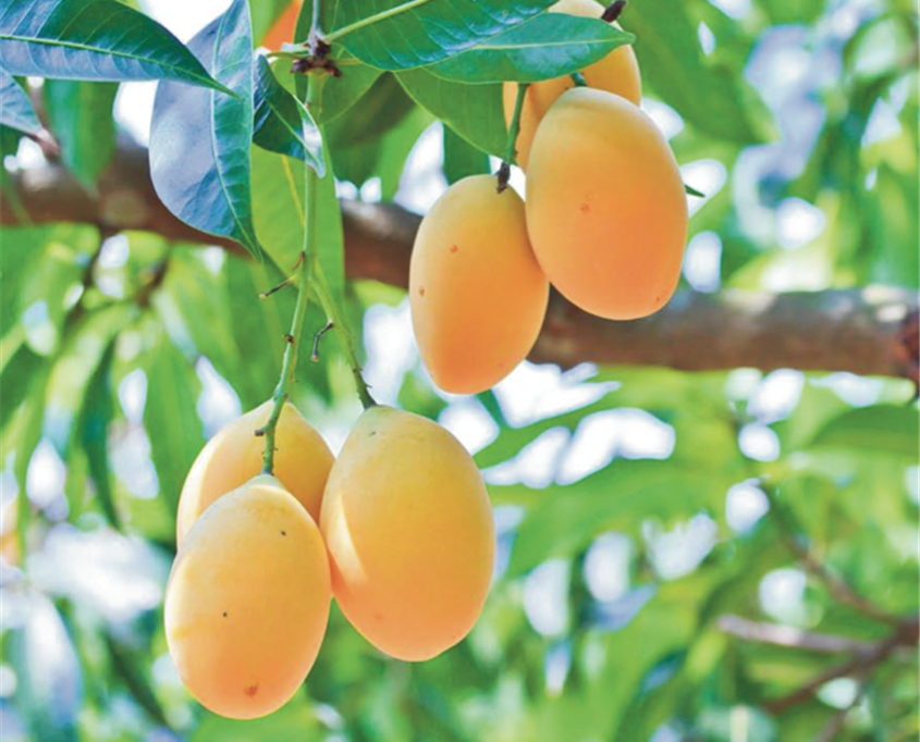 mangos-orange