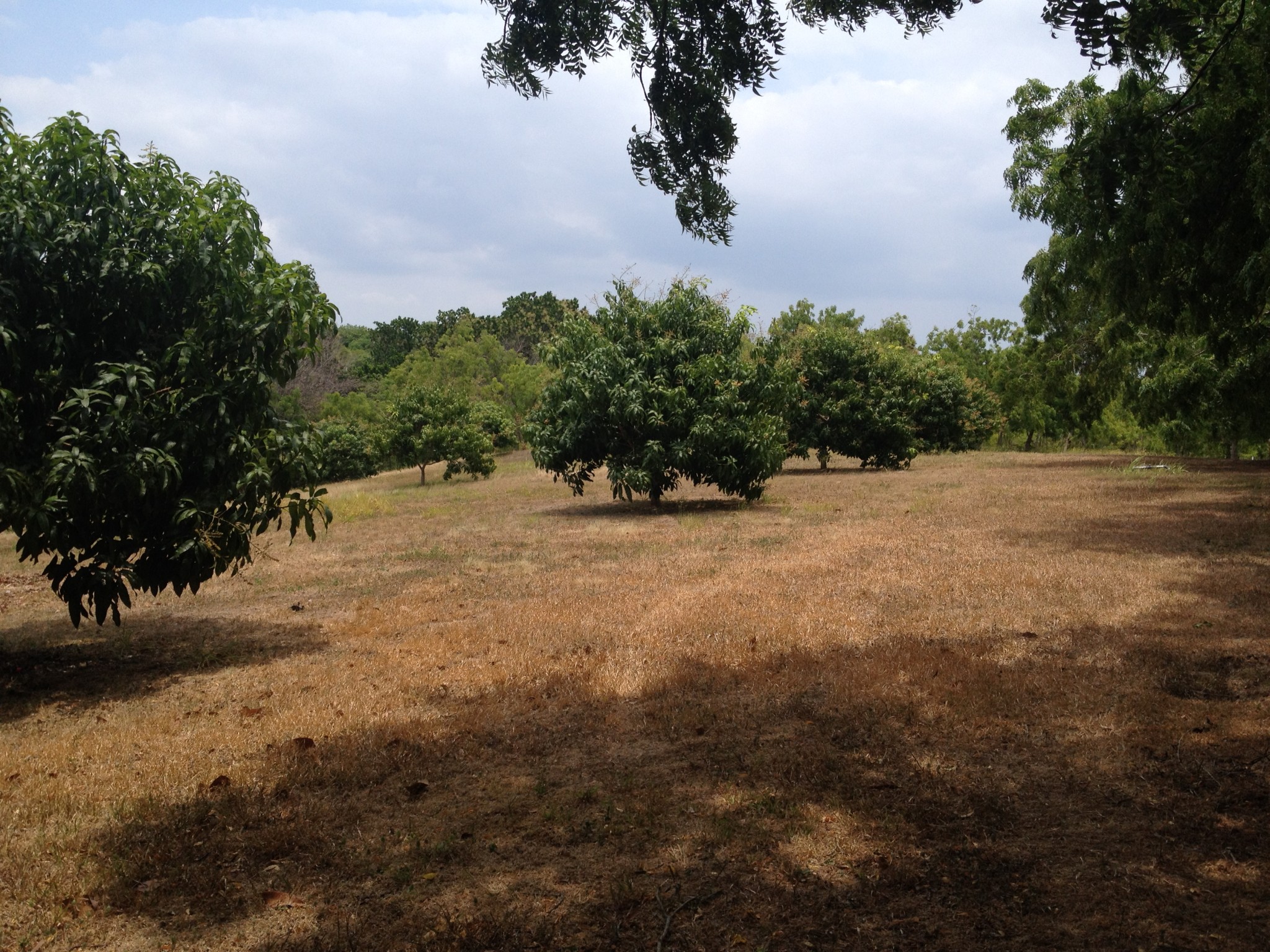 Test-Mango-trees