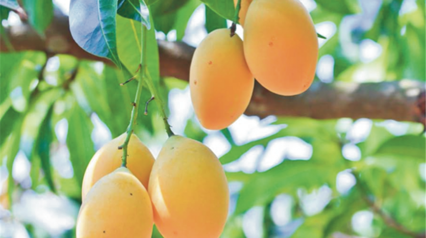 Panama Property Investment in a Mango Plantation