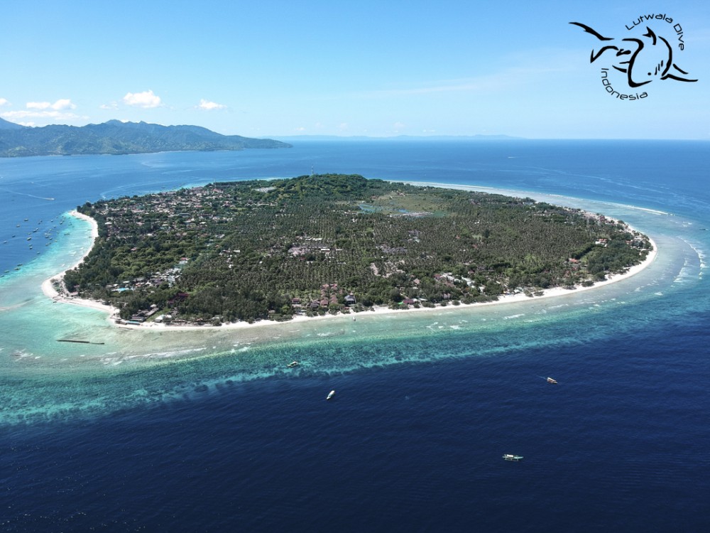 Gili T